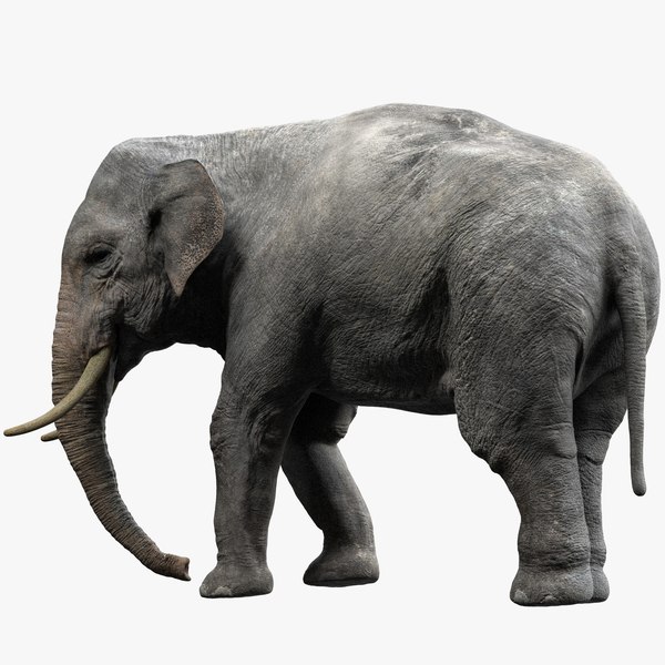 Elephant 3D Models for Download | TurboSquid