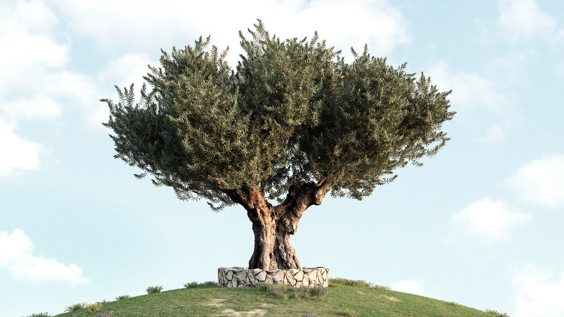 3D Olive Tree - TurboSquid 1413143
