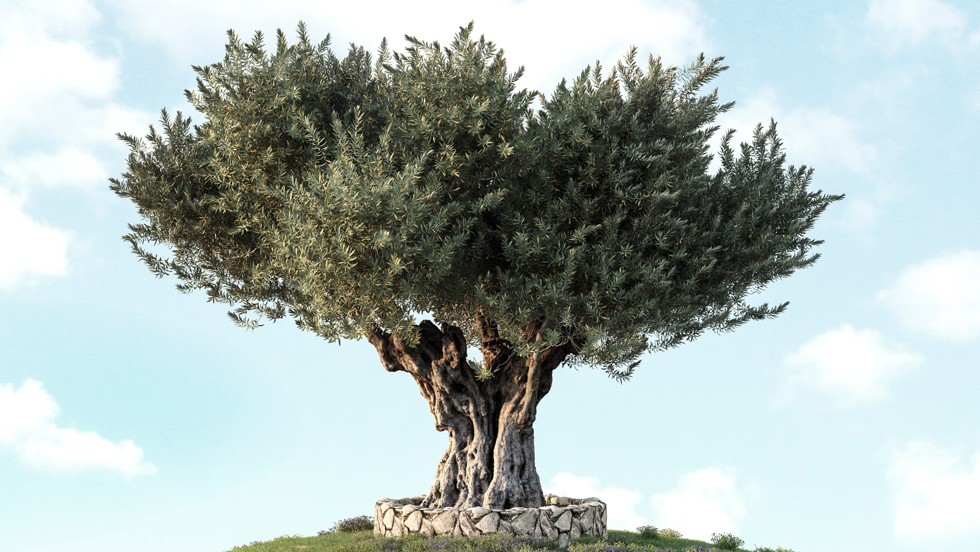 3D Olive Tree - TurboSquid 1413143