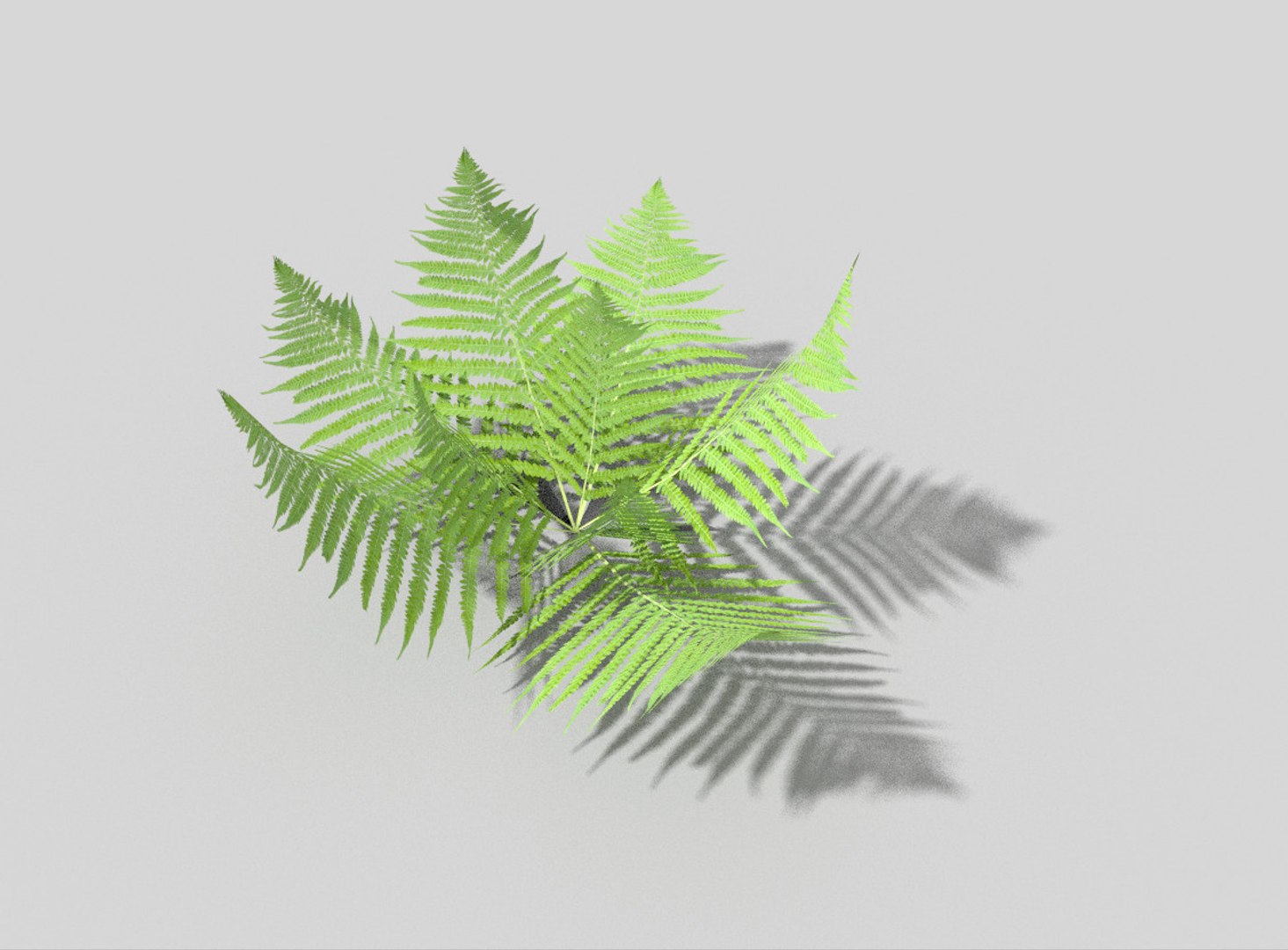 3d 3ds Fern Games