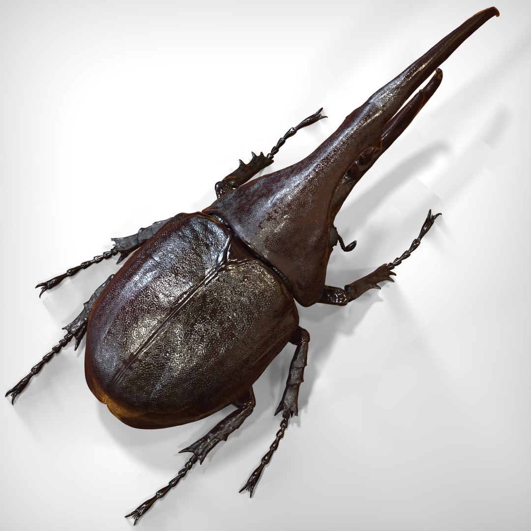 Hercules Beetle 3ds