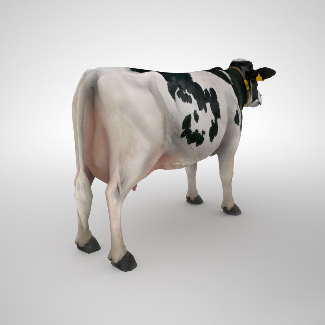 Holstein Cow Model - TurboSquid 1268537