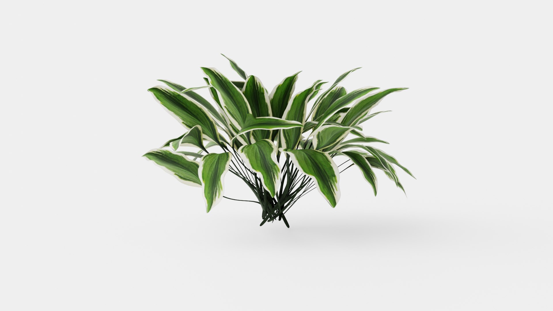 3D Hosta Patriot Bladlilje Model - TurboSquid 2249106