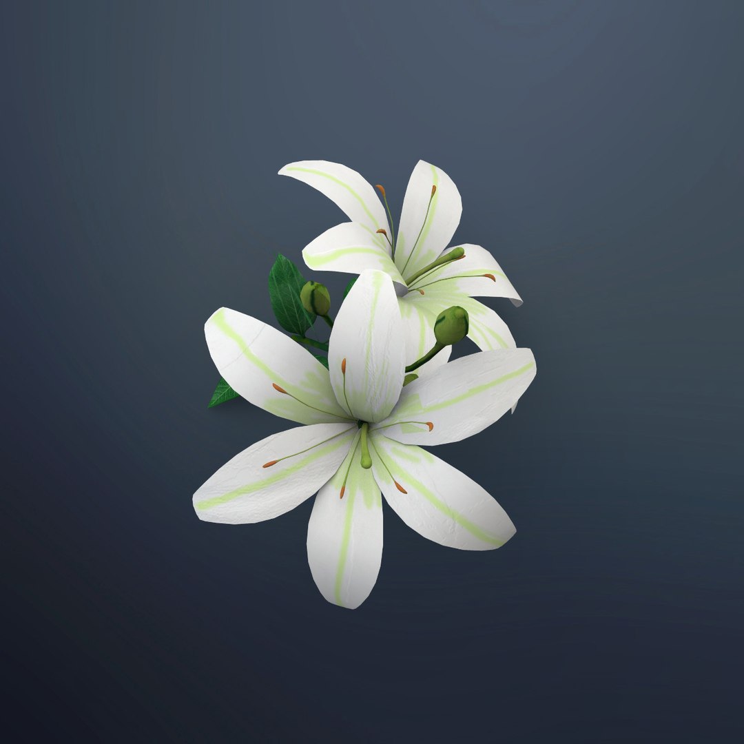 Lily Flower 3D Model - TurboSquid 1707900
