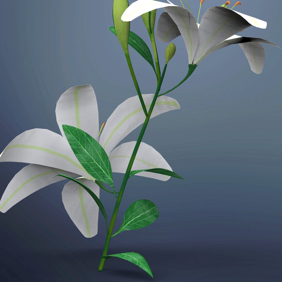 Lily Flower 3D Model - TurboSquid 1707900