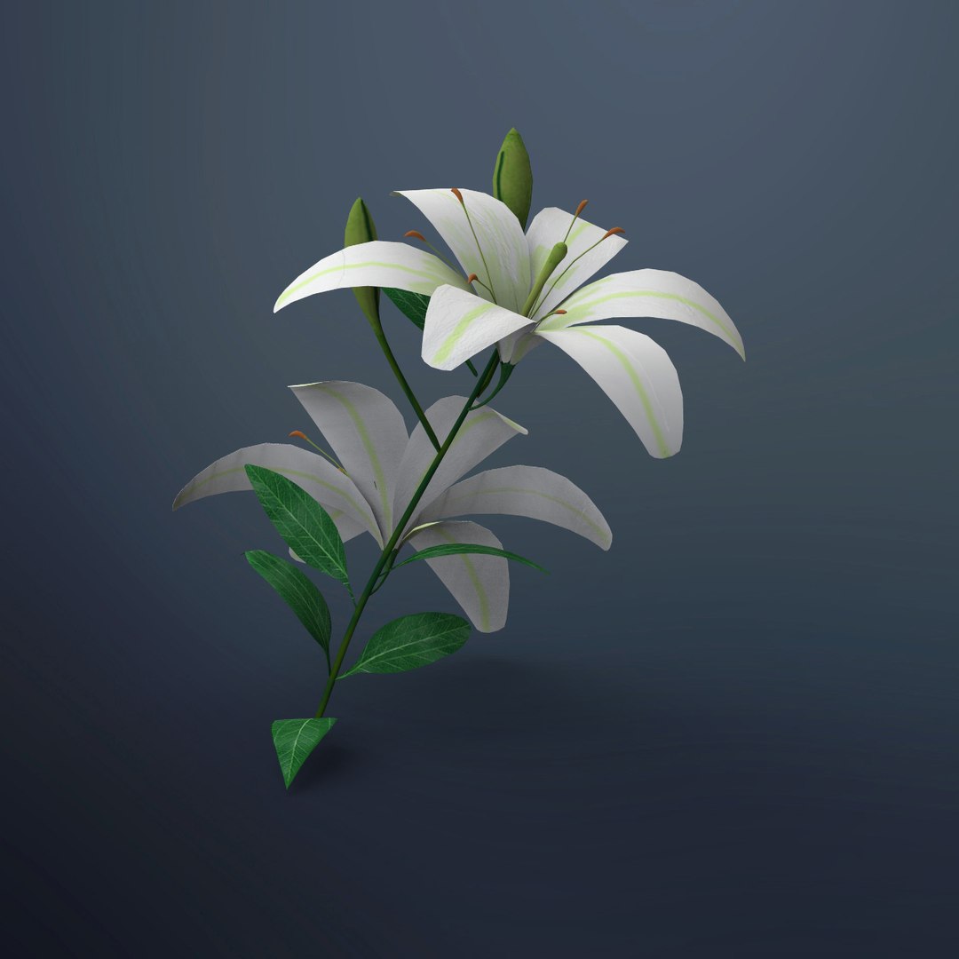 Lily Flower 3D Model - TurboSquid 1707900