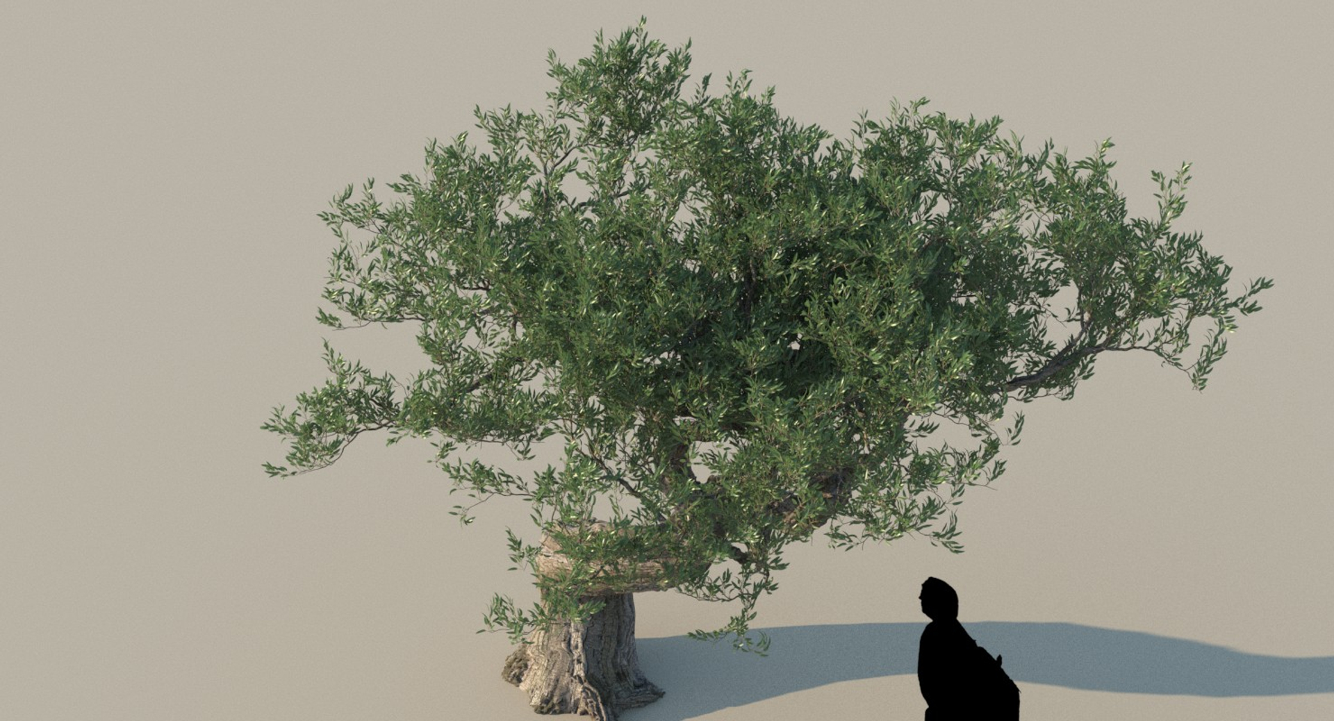 olive tree 3d max