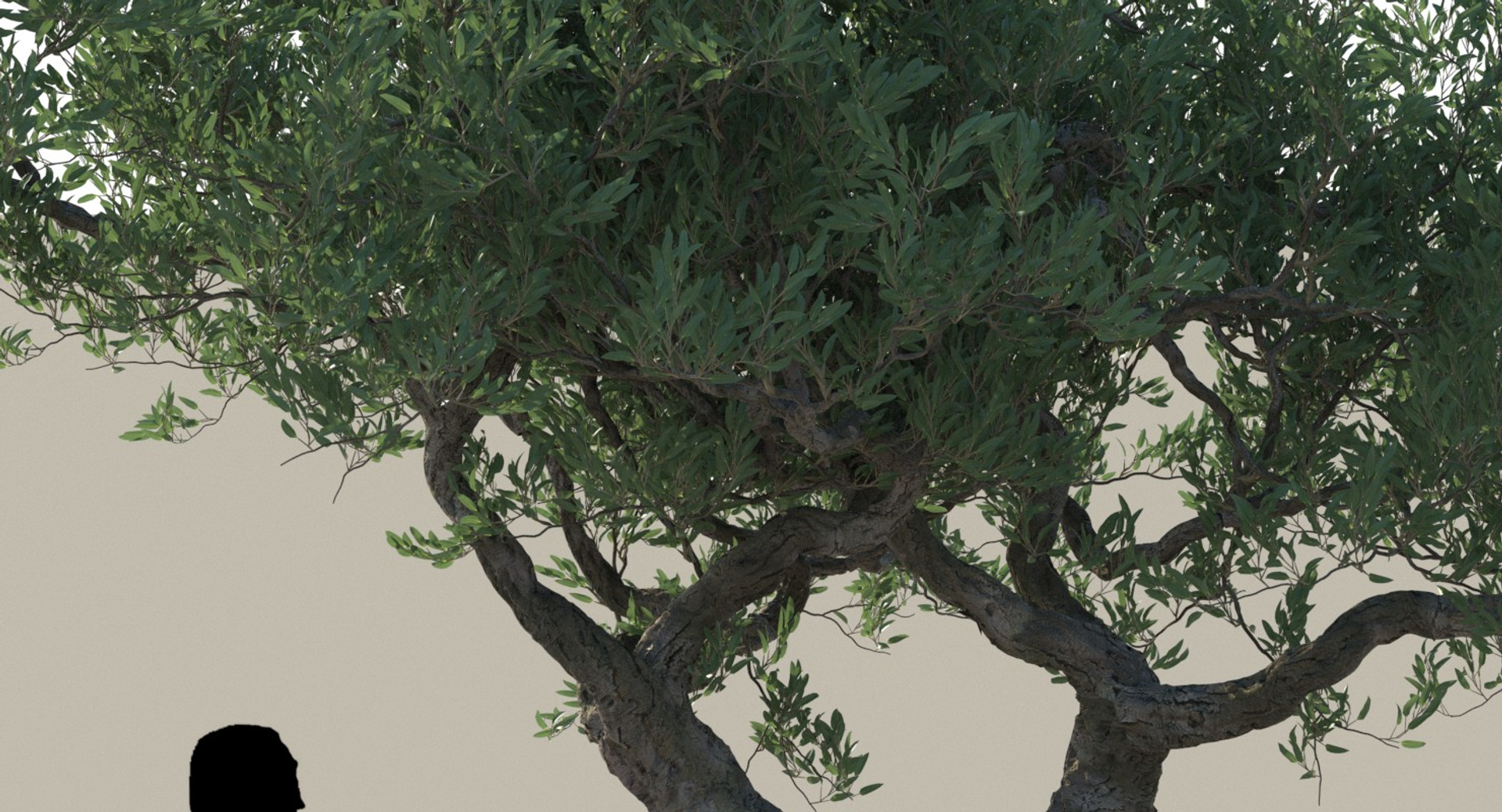 olive tree 3d max