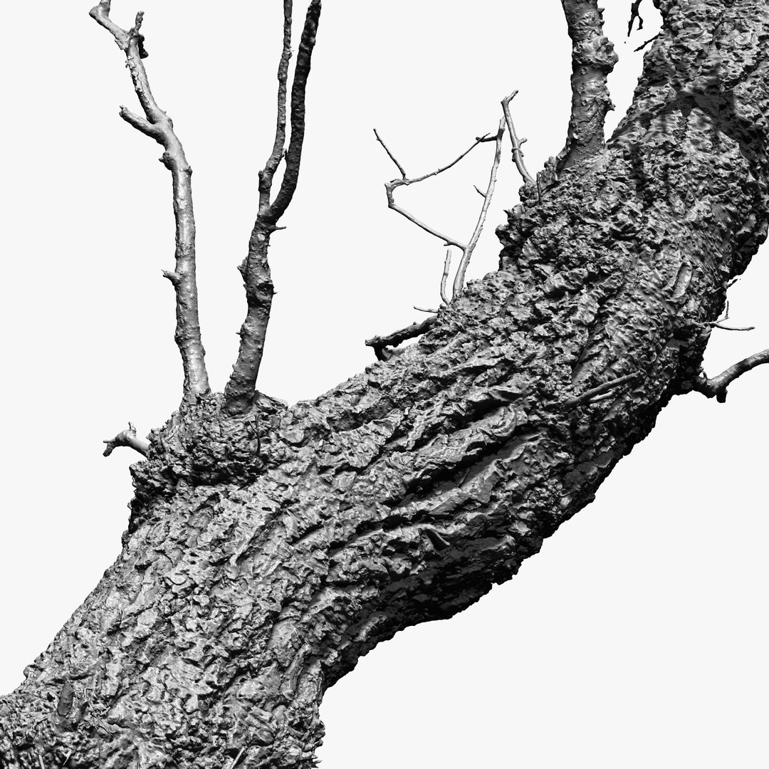 Tree Scan Ultra HQ mesh 4x16k 10x4k Textures 3D model - TurboSquid 1788847