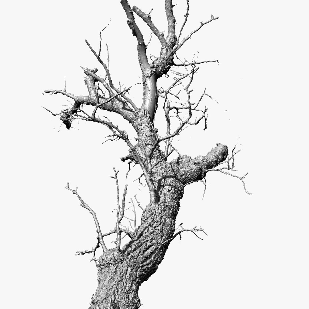 Tree Scan Ultra HQ mesh 4x16k 10x4k Textures 3D model - TurboSquid 1788847