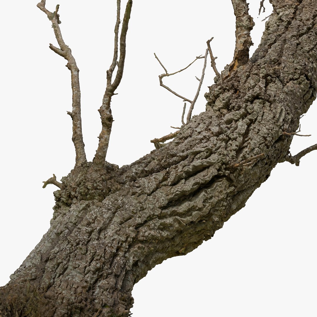 Tree Scan Ultra HQ mesh 4x16k 10x4k Textures 3D model - TurboSquid 1788847