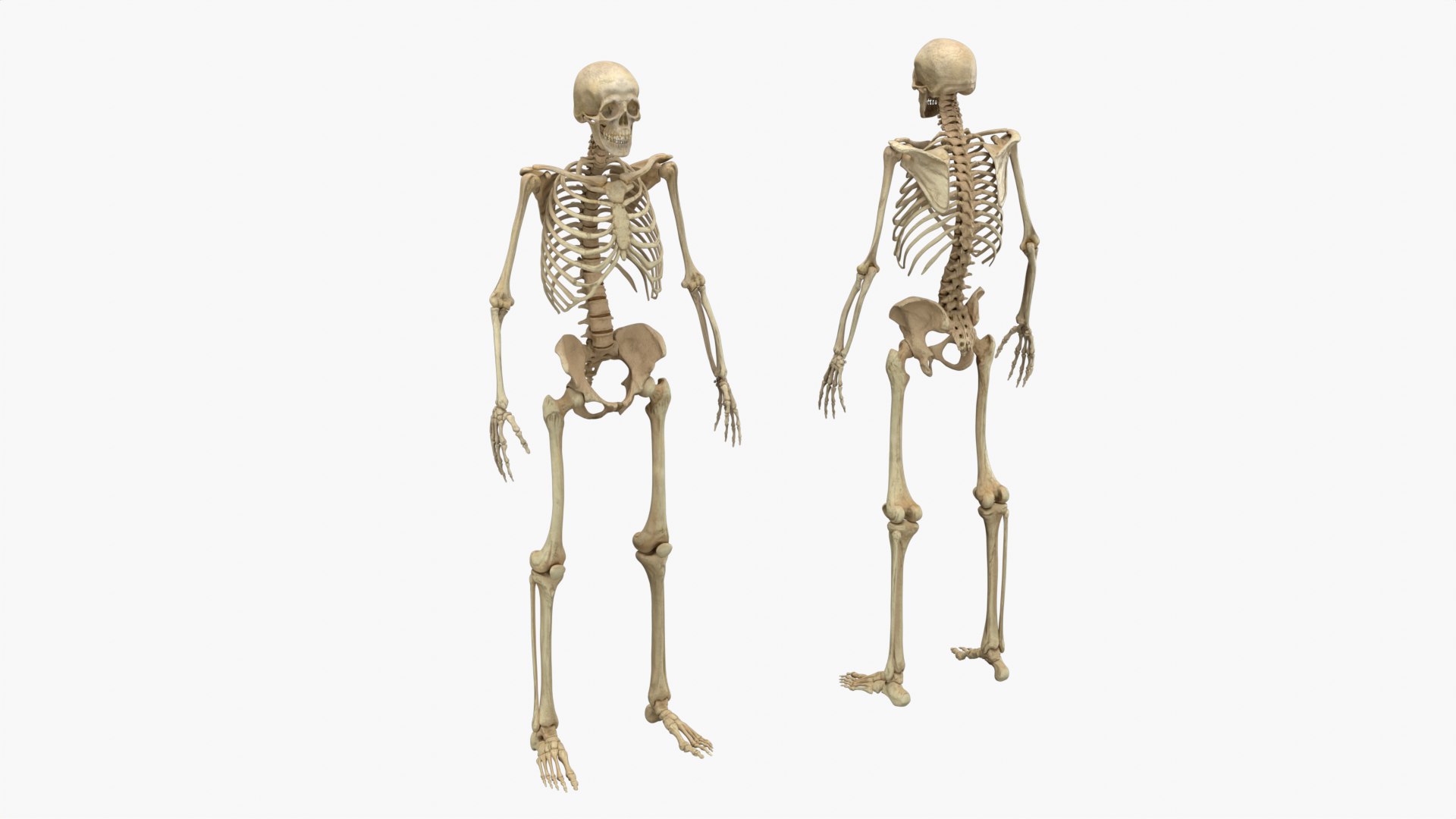 3D Skeleton model - TurboSquid 2059937