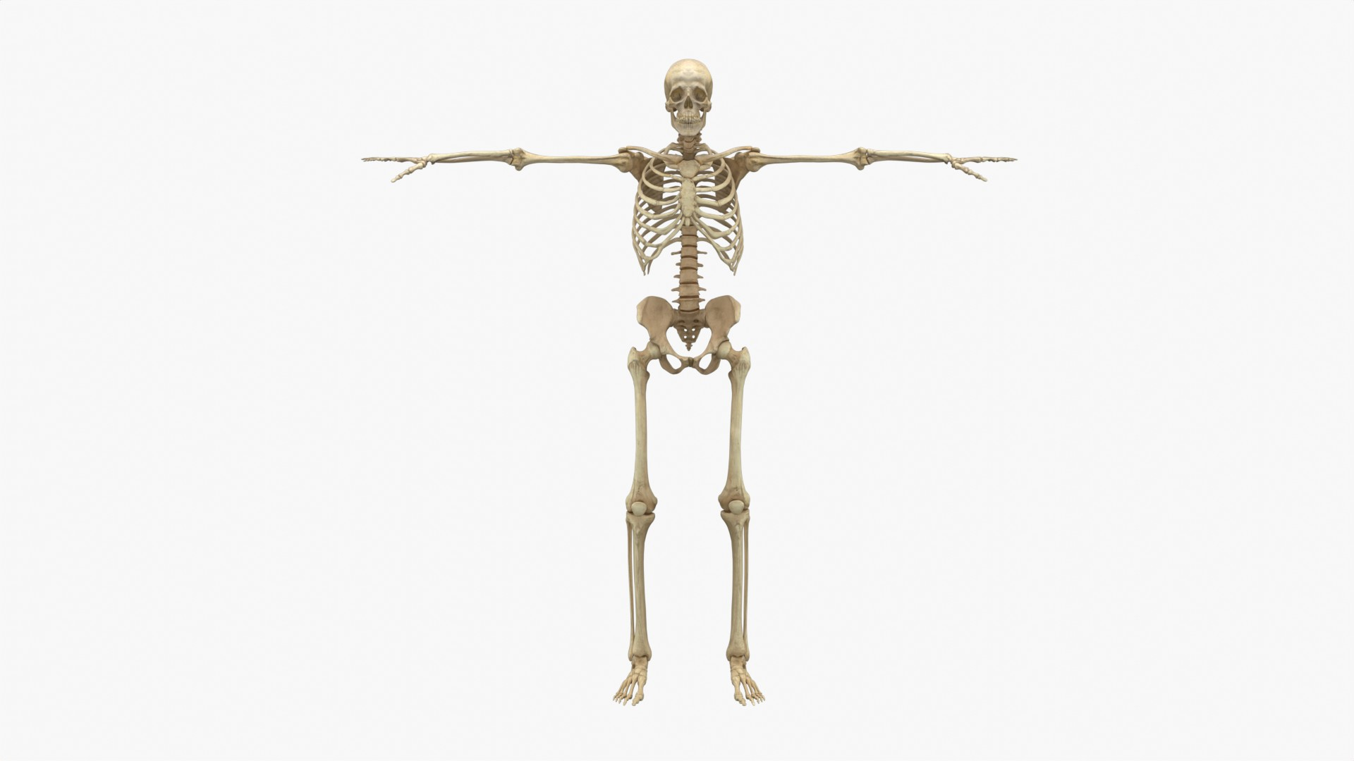3D Skeleton model - TurboSquid 2059937