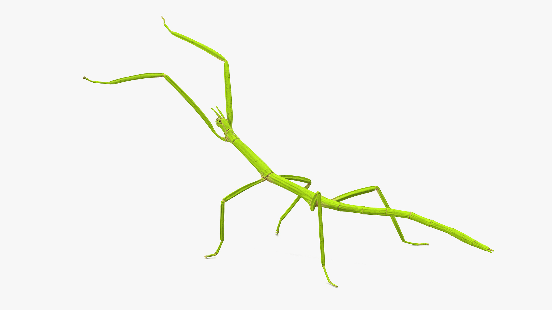 3D Stick Insect Green Attack - TurboSquid 1471770