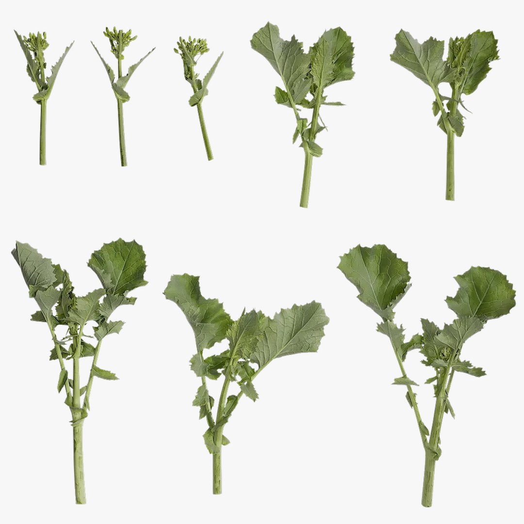3D Anydrafts Brassica Napus Atlas 08 Textures Model - TurboSquid 2348907