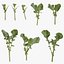 3D Anydrafts Brassica Napus Atlas 08 Textures Model - TurboSquid 2348907