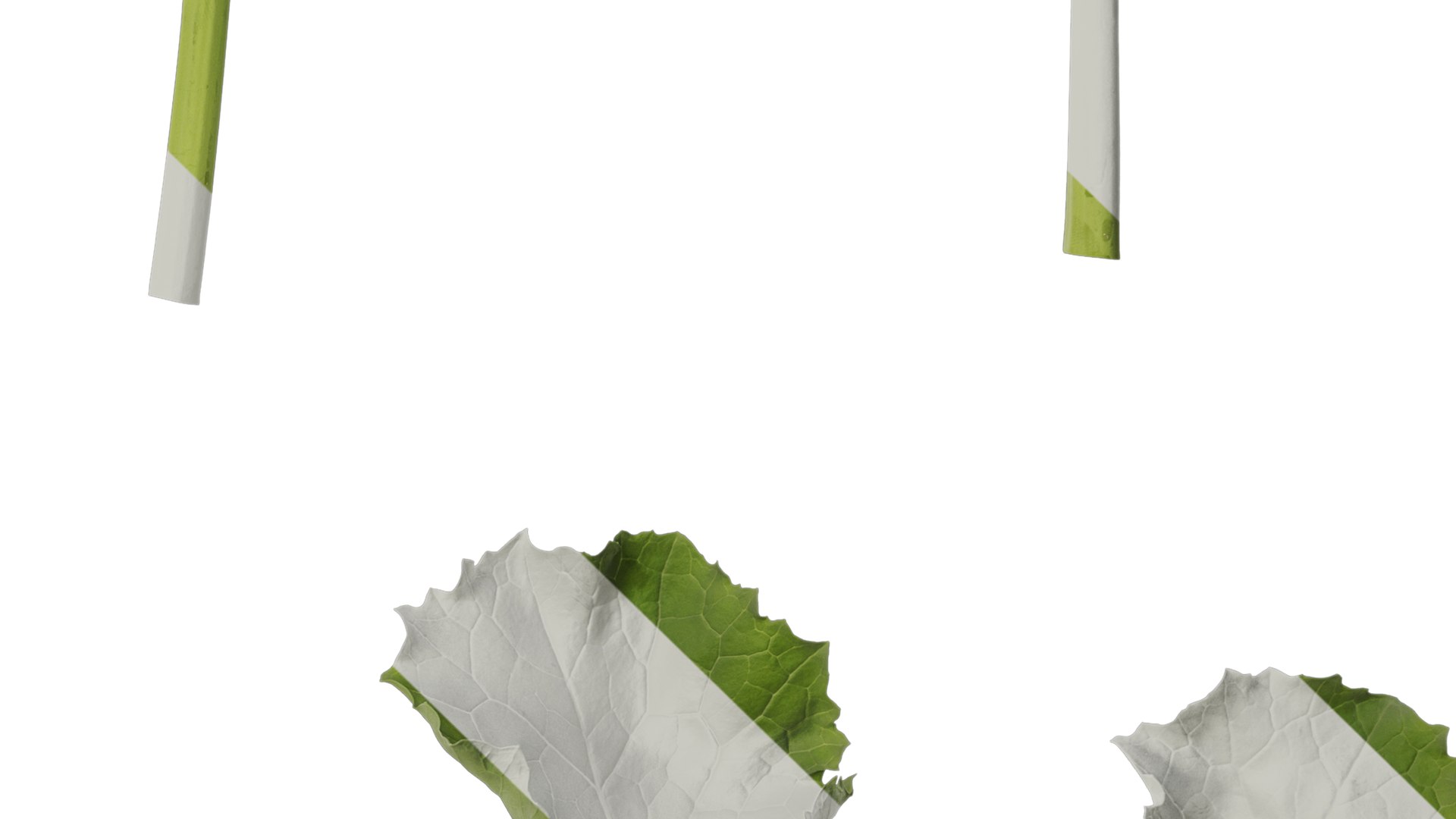 3D Anydrafts Brassica Napus Atlas 08 Textures Model - TurboSquid 2348907