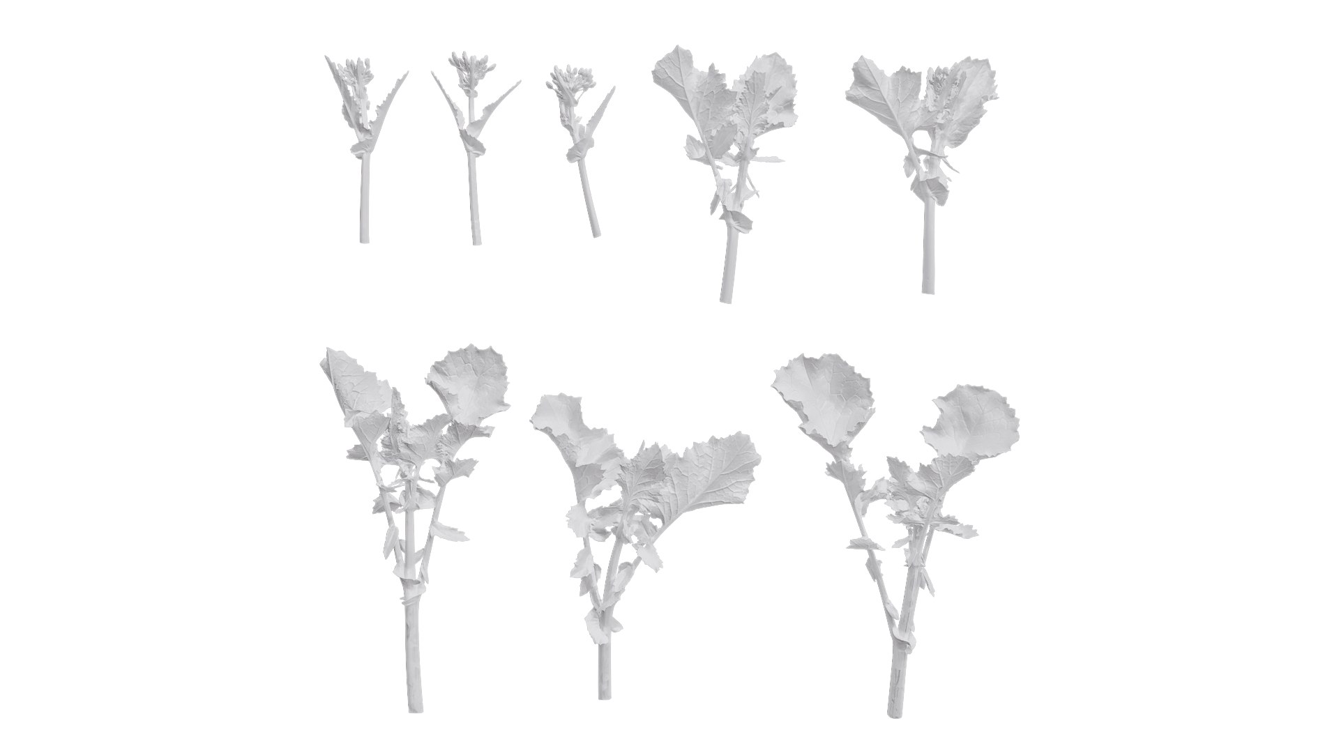 3D Anydrafts Brassica Napus Atlas 08 Textures Model - TurboSquid 2348907