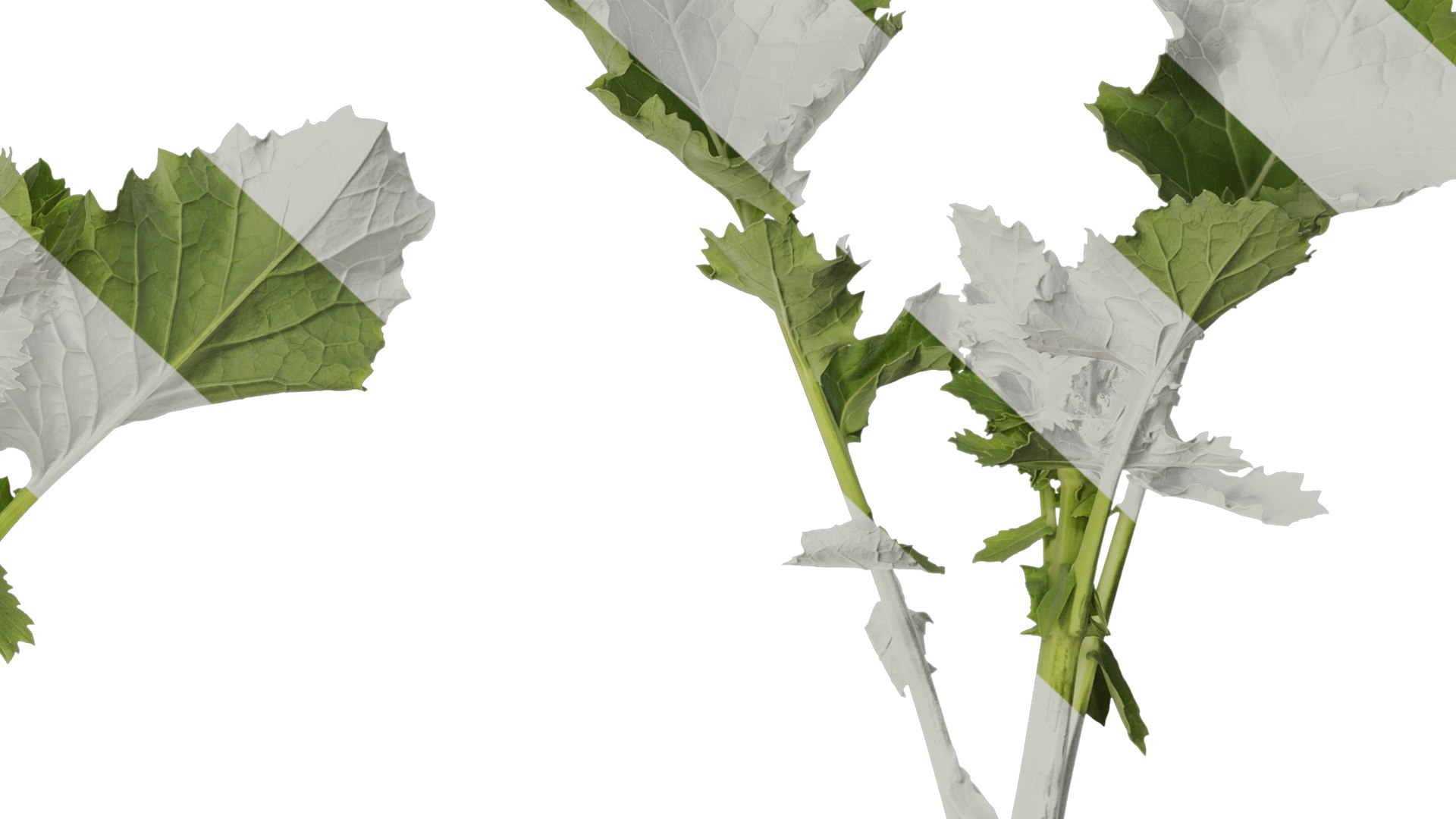 3D Anydrafts Brassica Napus Atlas 08 Textures Model - TurboSquid 2348907