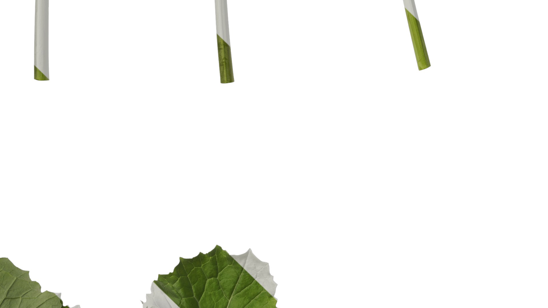 3D Anydrafts Brassica Napus Atlas 08 Textures Model - TurboSquid 2348907