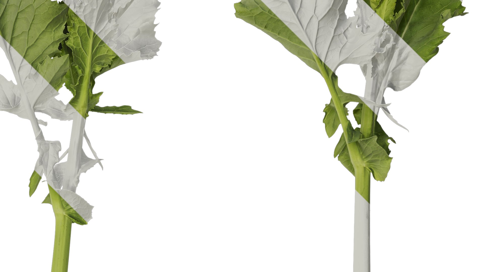 3D Anydrafts Brassica Napus Atlas 08 Textures Model - TurboSquid 2348907