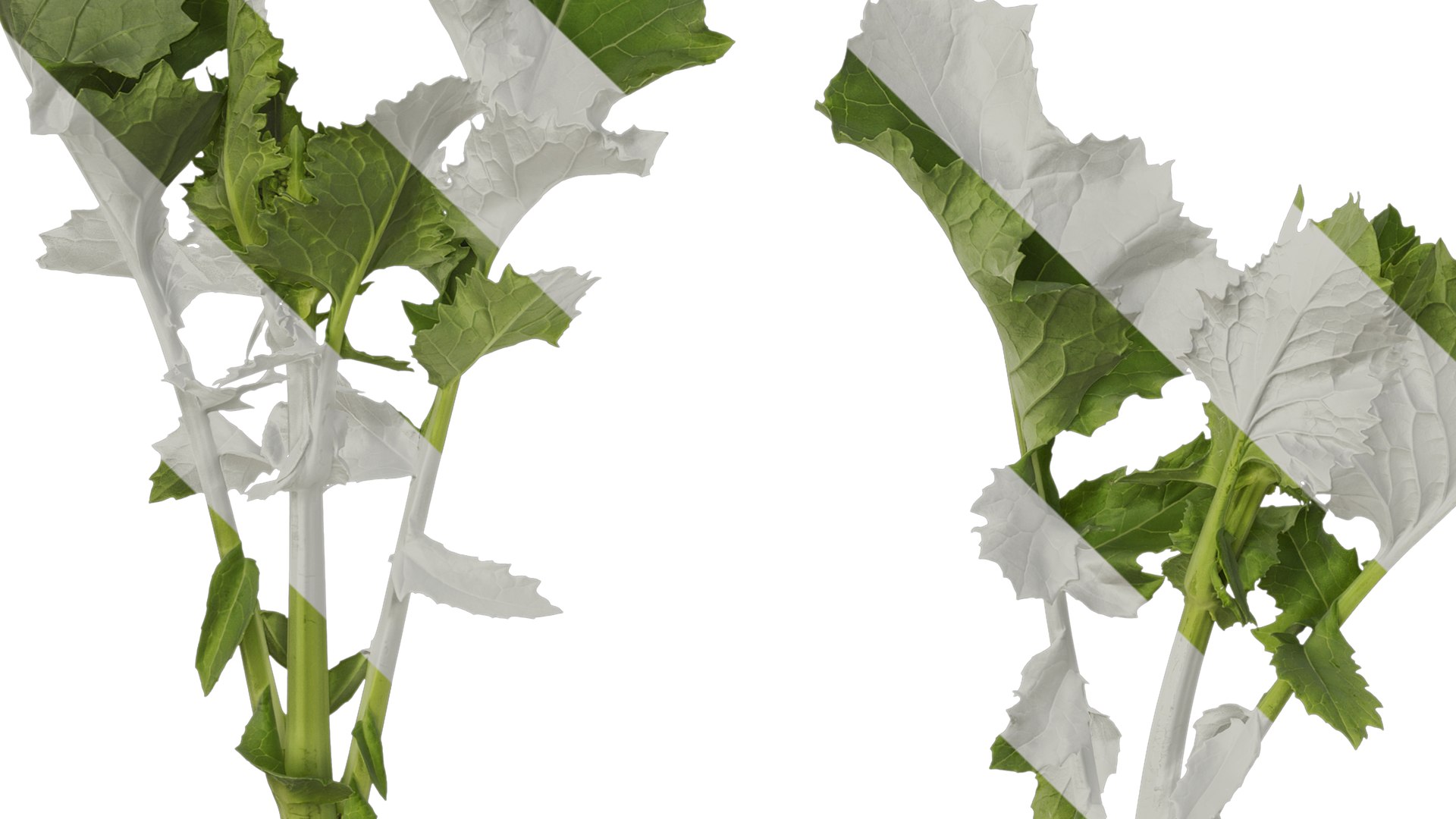 3D Anydrafts Brassica Napus Atlas 08 Textures Model - TurboSquid 2348907