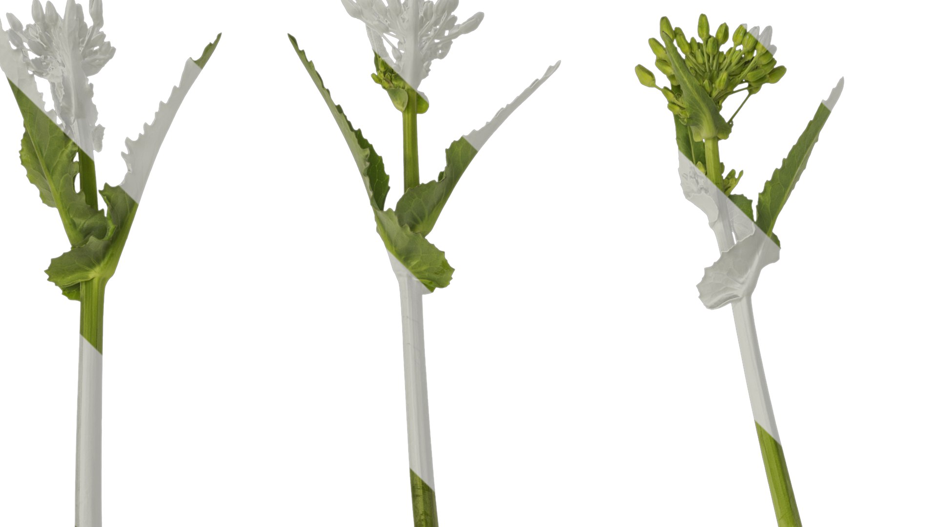 3D Anydrafts Brassica Napus Atlas 08 Textures Model - TurboSquid 2348907