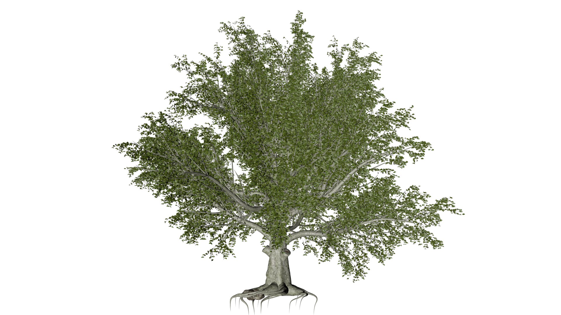 American Beech Tree - 09 - 3D Model - TurboSquid 2374281