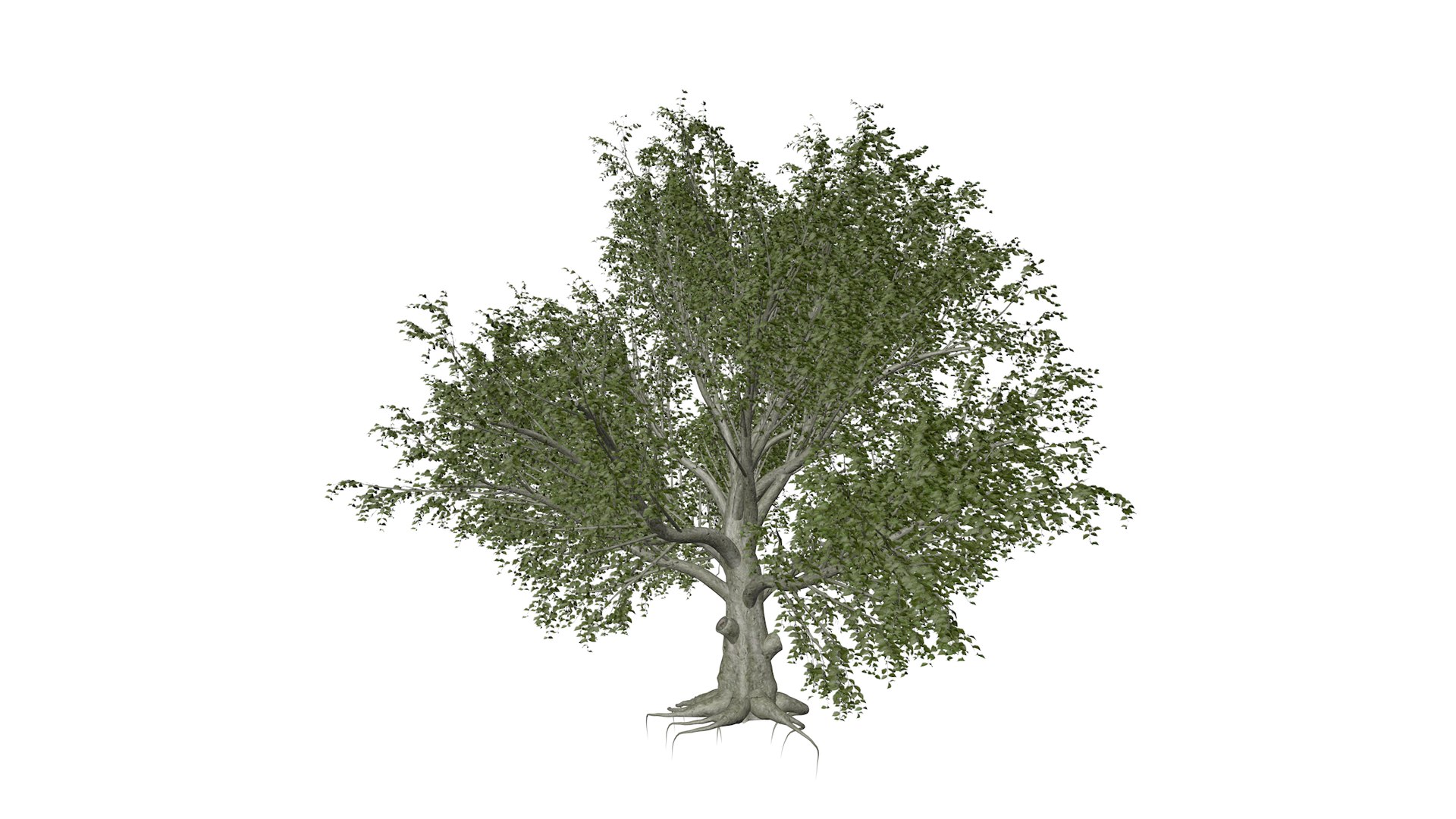 3D Model American Beech Tree Collection - TurboSquid 2378948