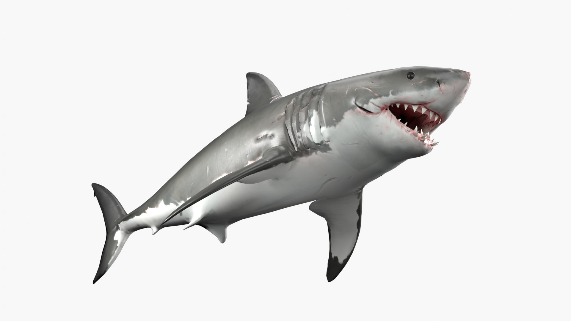 Shark 3D Model - TurboSquid 2370204