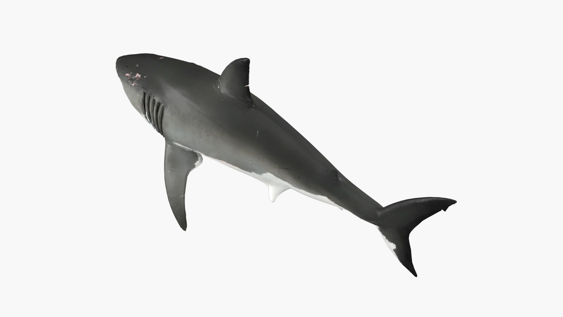 Shark 3d Model Turbosquid 2370204