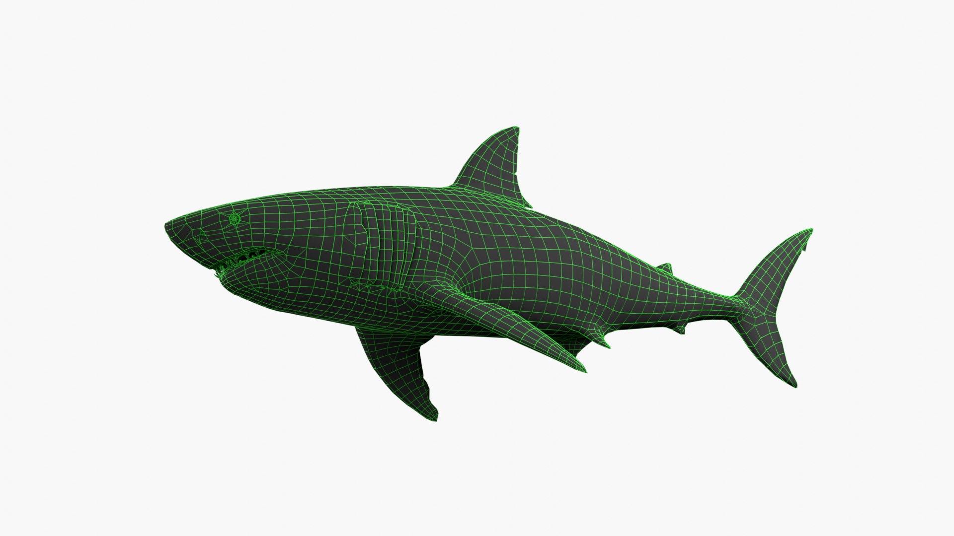 Shark 3D Model - TurboSquid 2370204