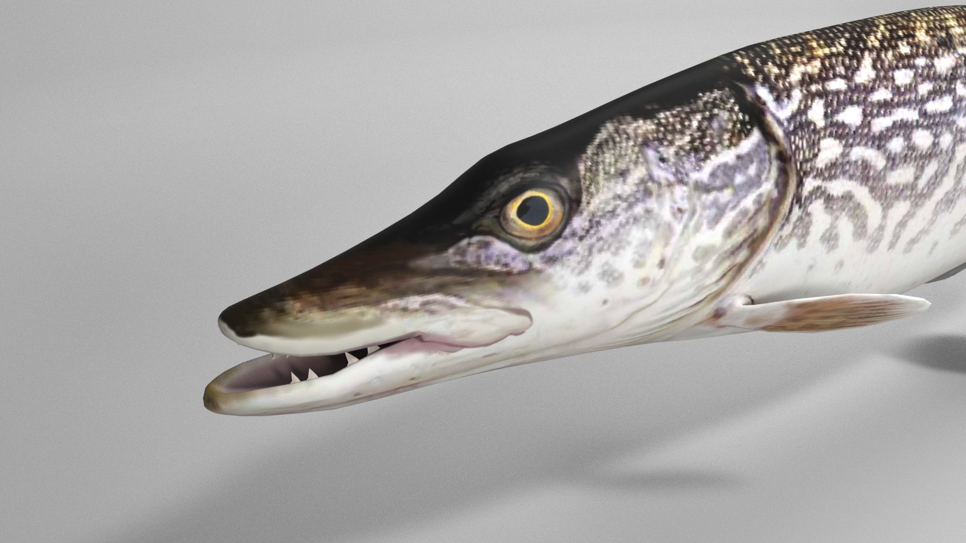 3D Pike - TurboSquid 1886276