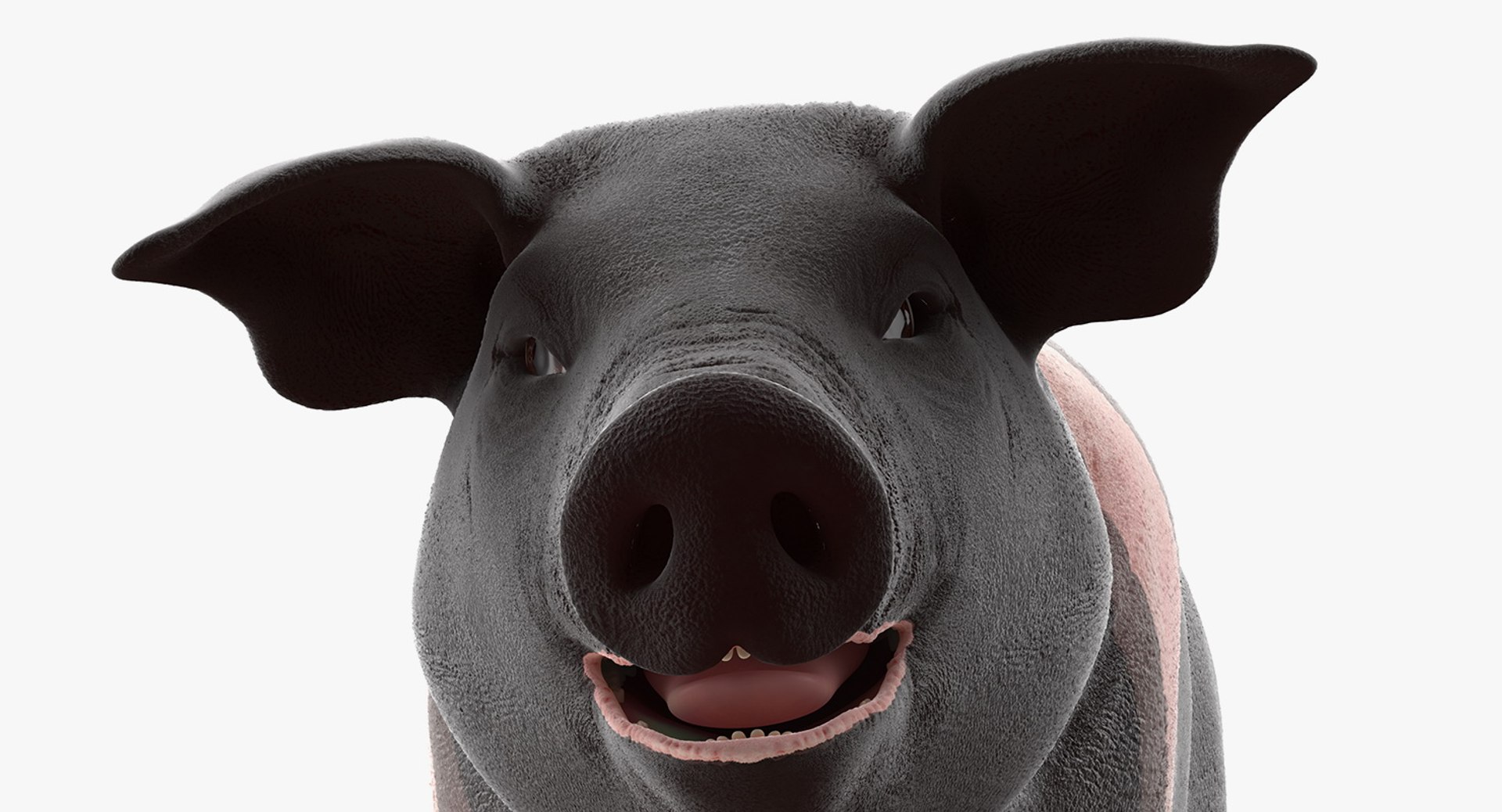 Hampshire Pig Piglet Walking 3D Model - TurboSquid 1358010