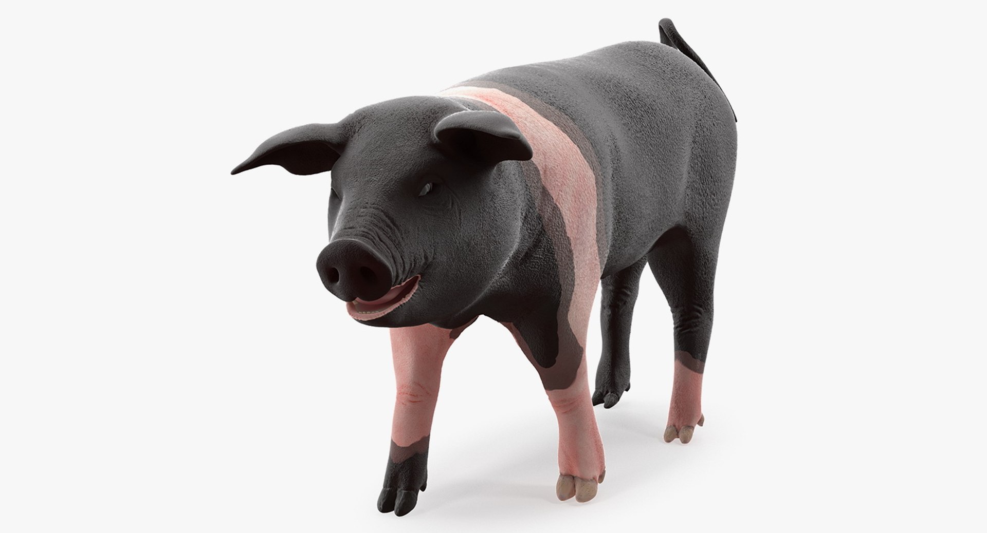 Hampshire Pig Piglet Walking 3D Model - TurboSquid 1358010