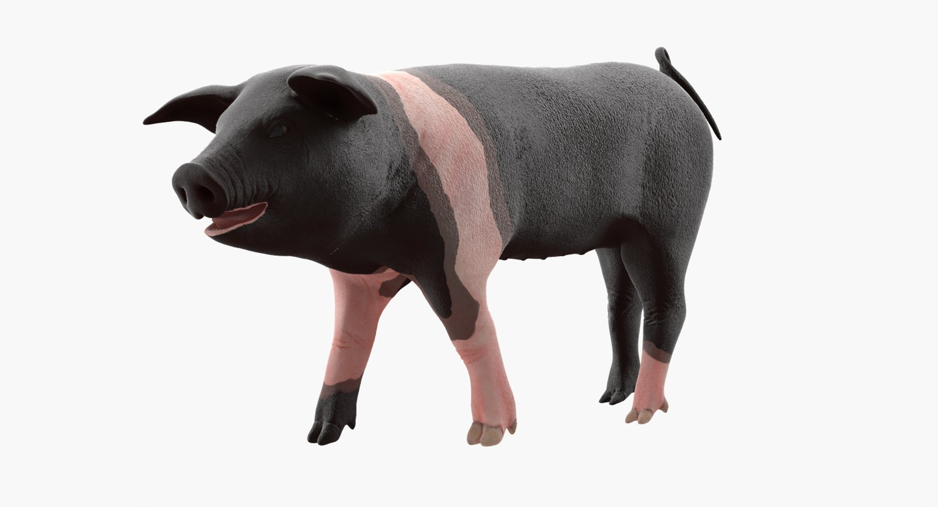Hampshire Pig Piglet Walking 3D Model - TurboSquid 1358010