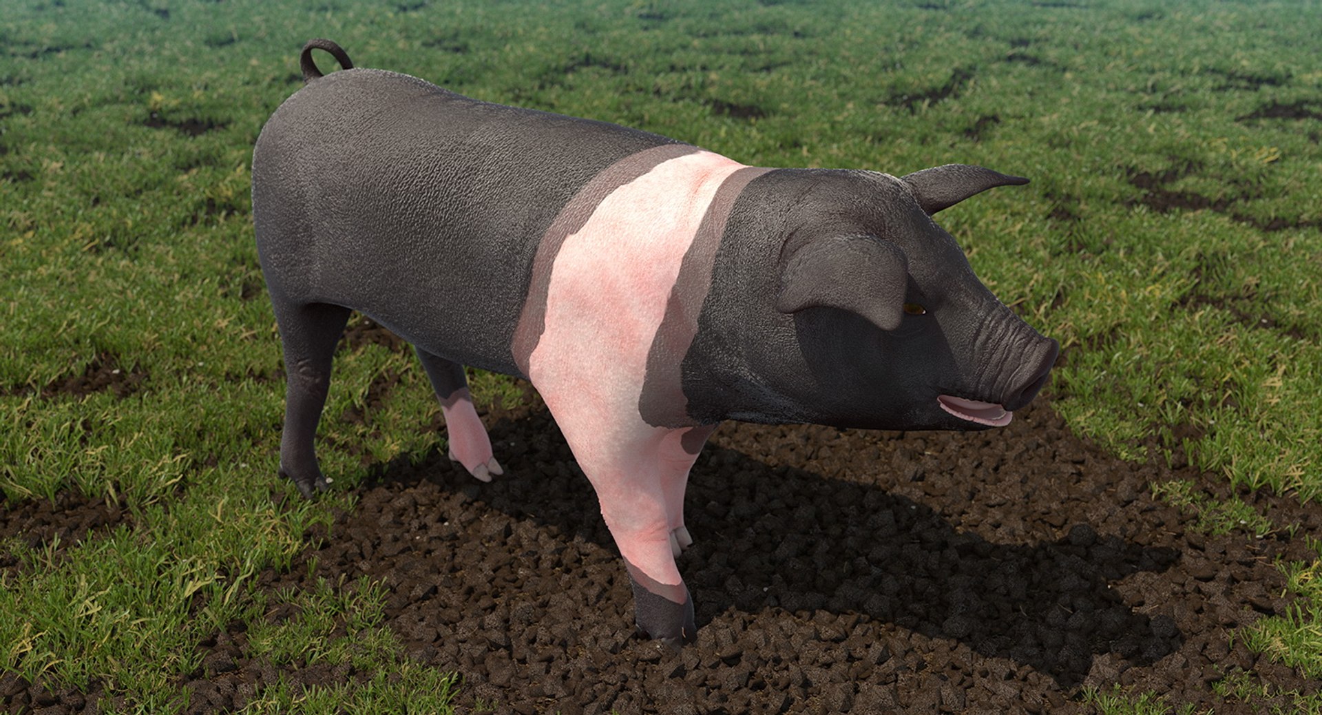 Hampshire Pig Piglet Walking 3D Model - TurboSquid 1358010