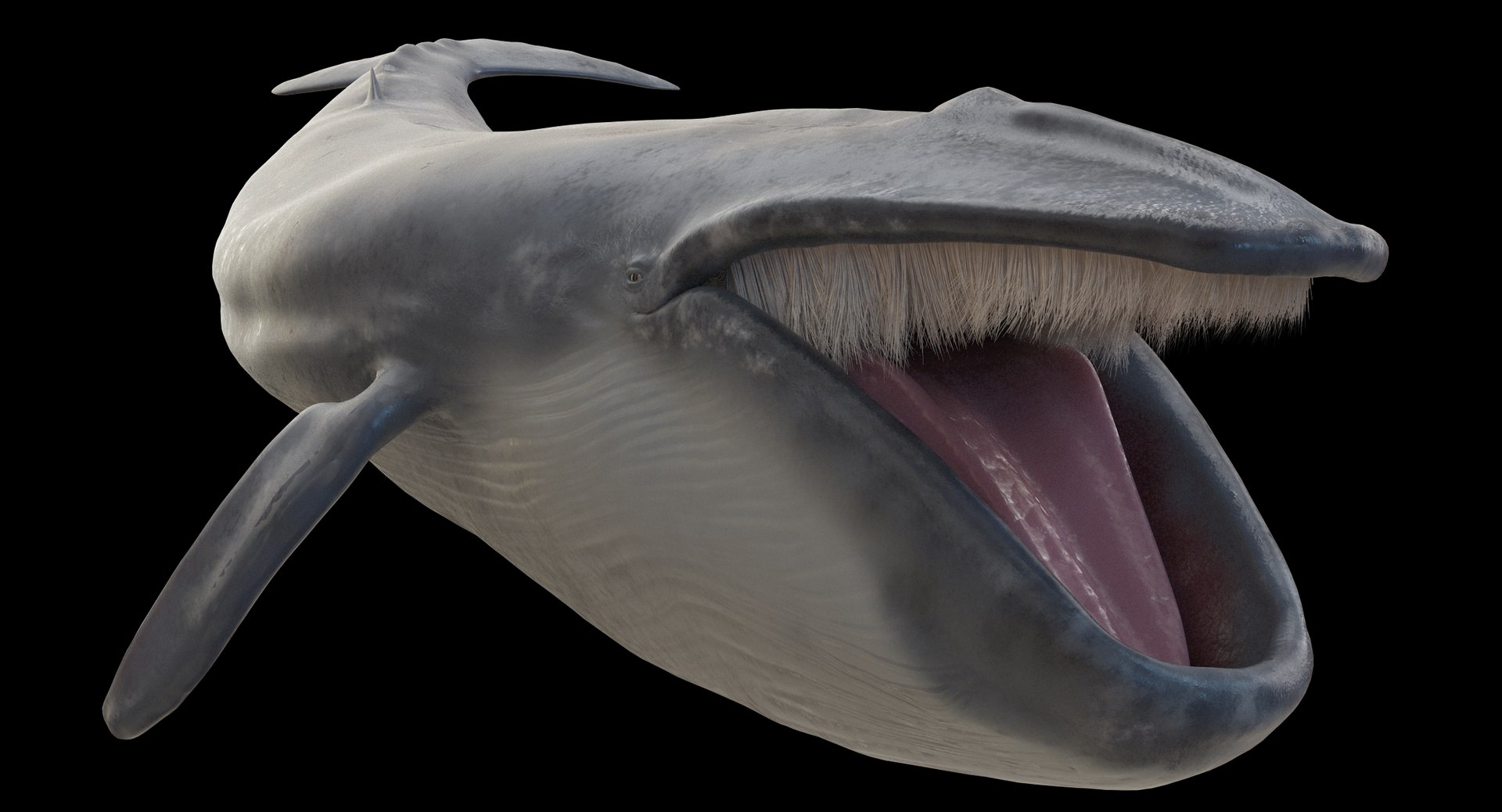 Max Rigged Adult Bluewhale Whale