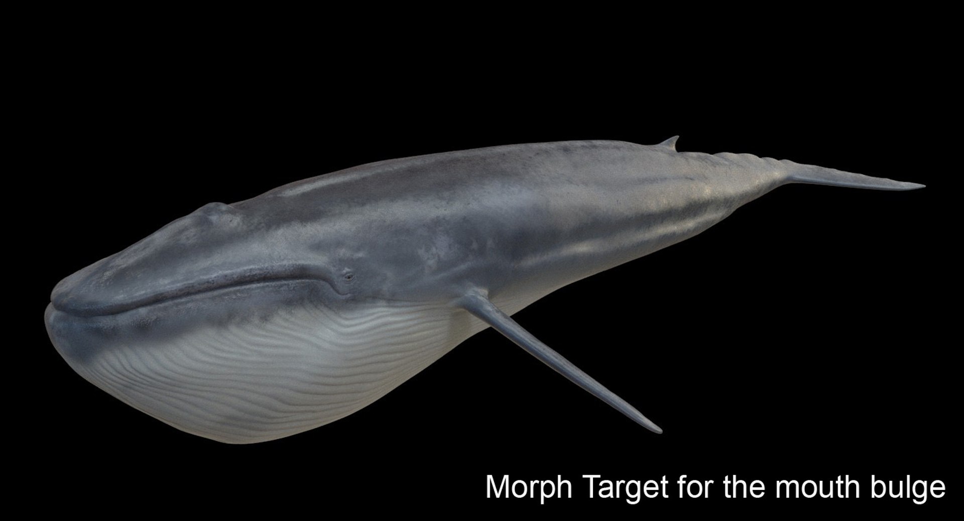 Max Rigged Adult Bluewhale Whale