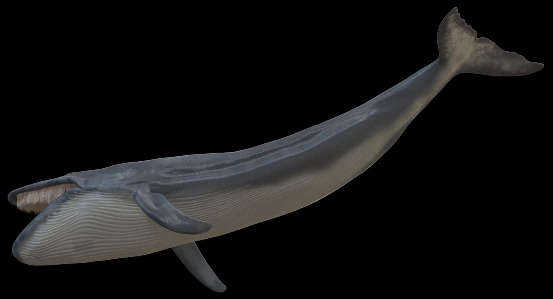 Max Rigged Adult Bluewhale Whale