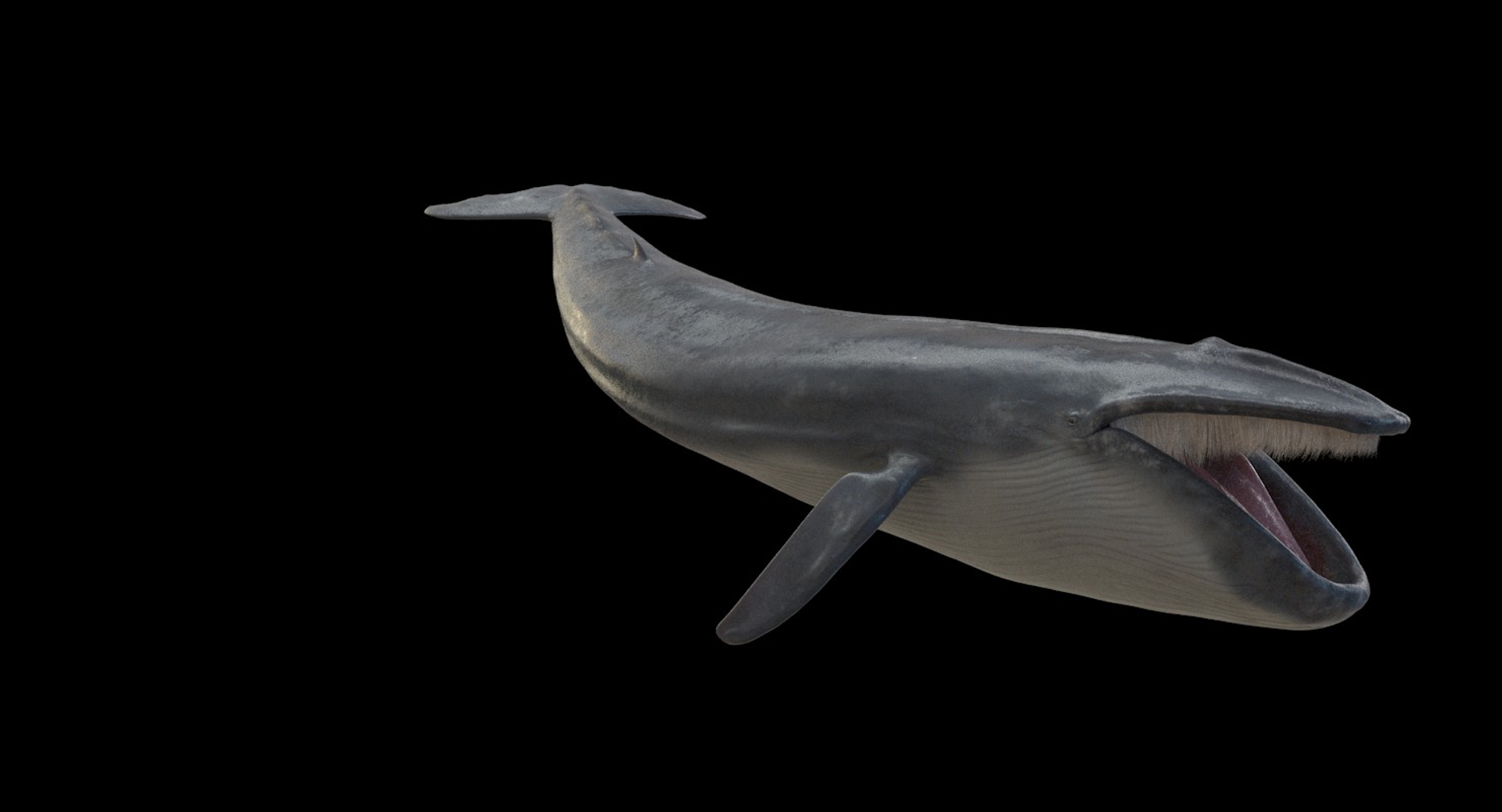 Max Rigged Adult Bluewhale Whale