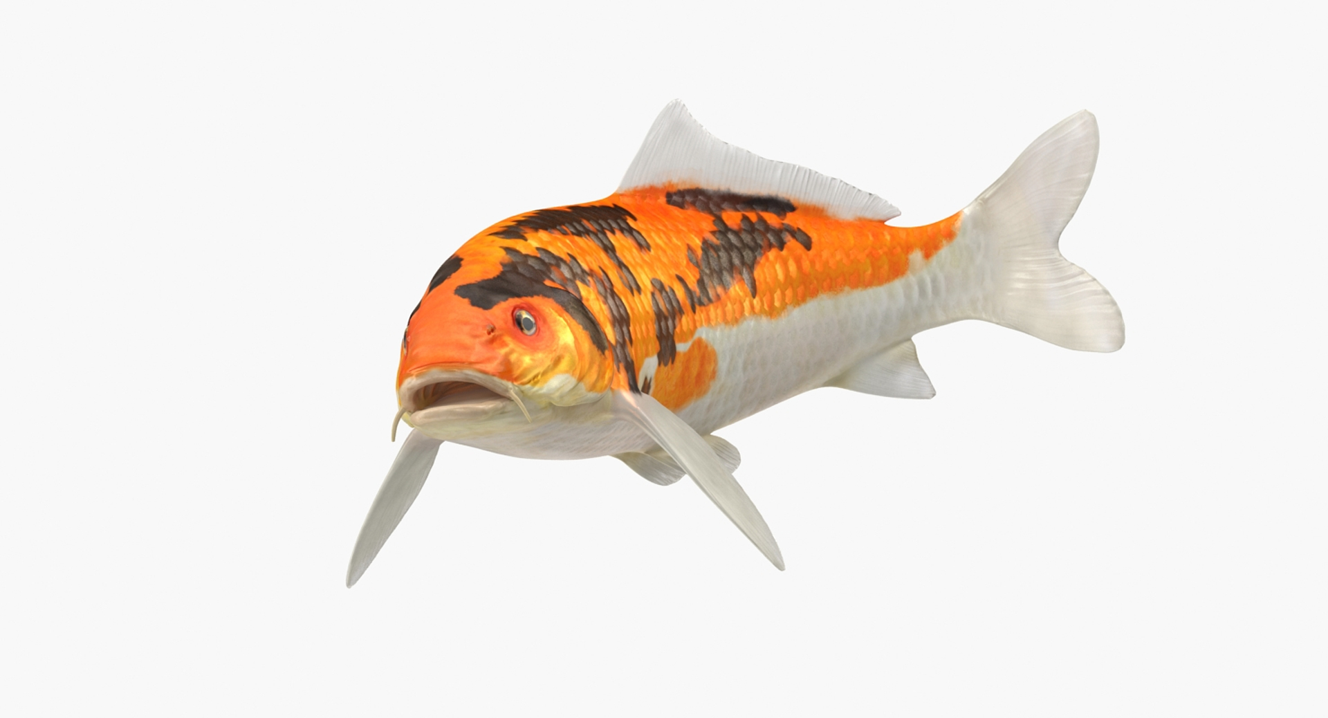3D Model Koi Fish Swiming Pose | 1144472 | TurboSquid
