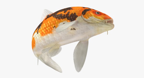 3D model koi fish swiming pose | 1144472 | TurboSquid