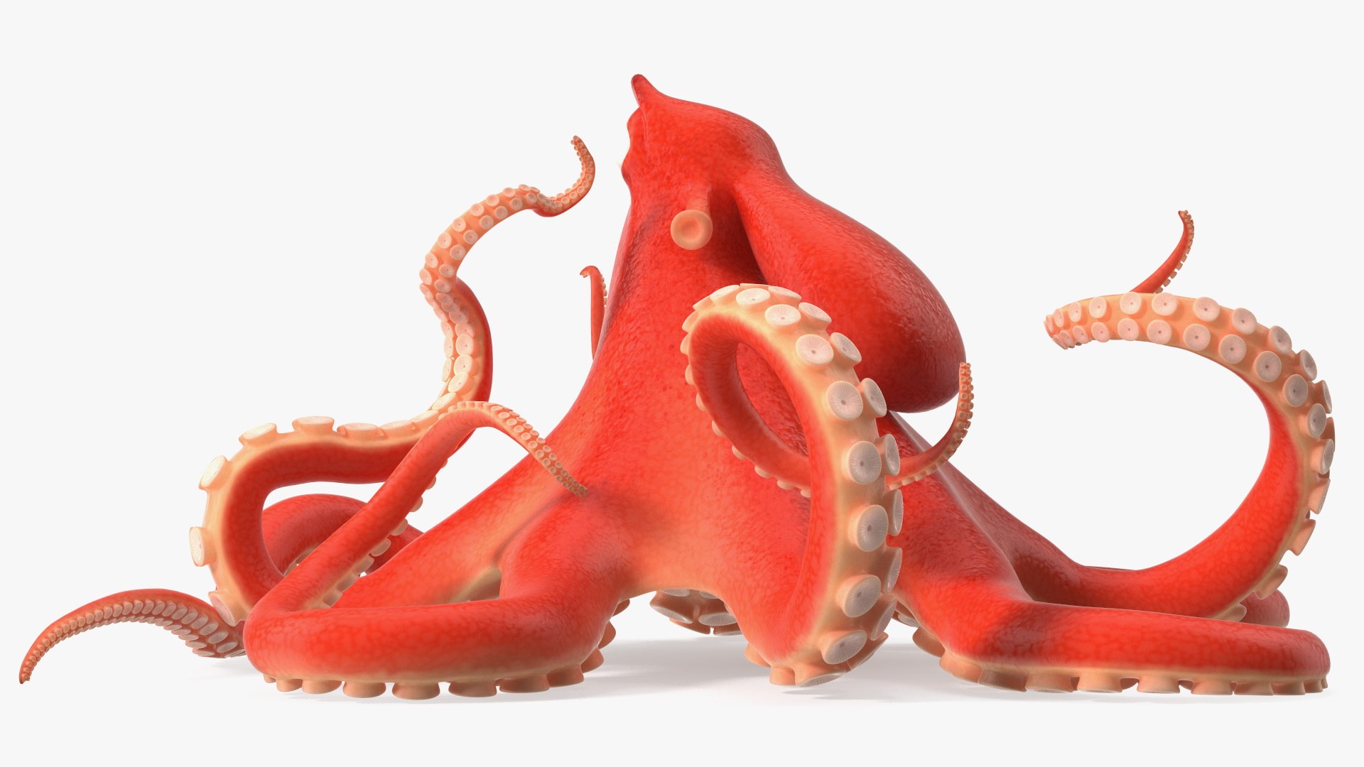 3D Cartoon Octopus Moving Pose model - TurboSquid 1971811