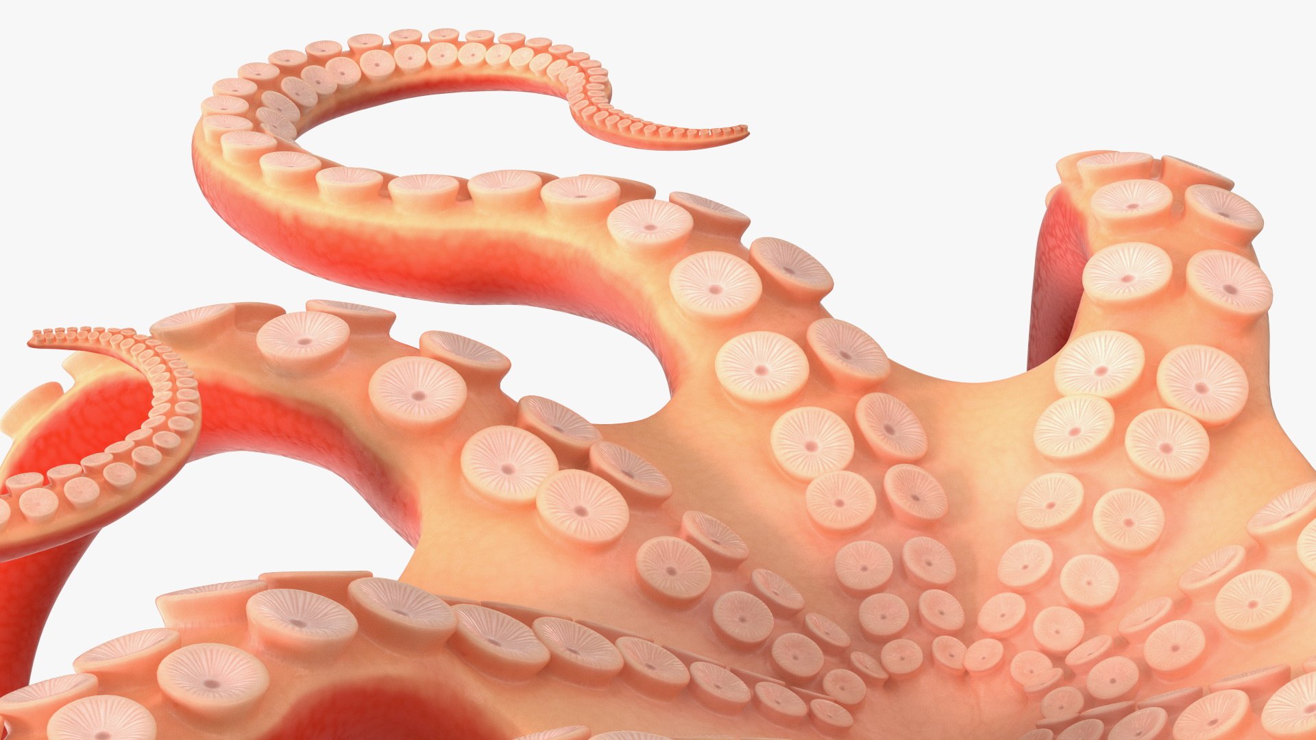 3D Cartoon Octopus Moving Pose model - TurboSquid 1971811