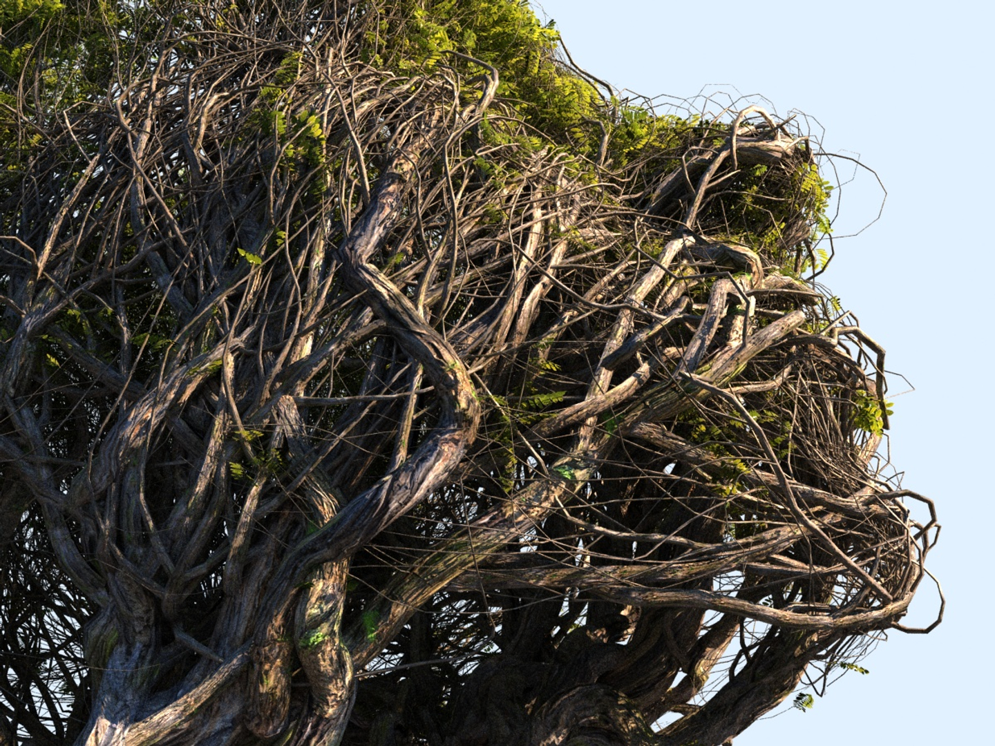 Tree head hd 3D model - TurboSquid 1287603