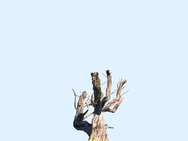 Tree head hd 3D model - TurboSquid 1287603