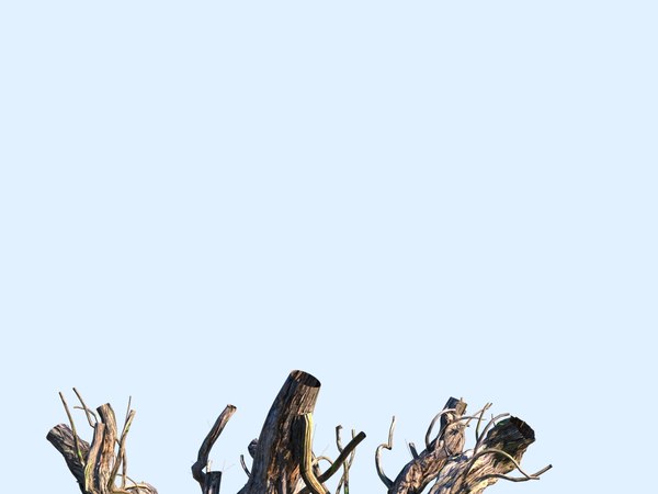 Tree head hd 3D model - TurboSquid 1287603
