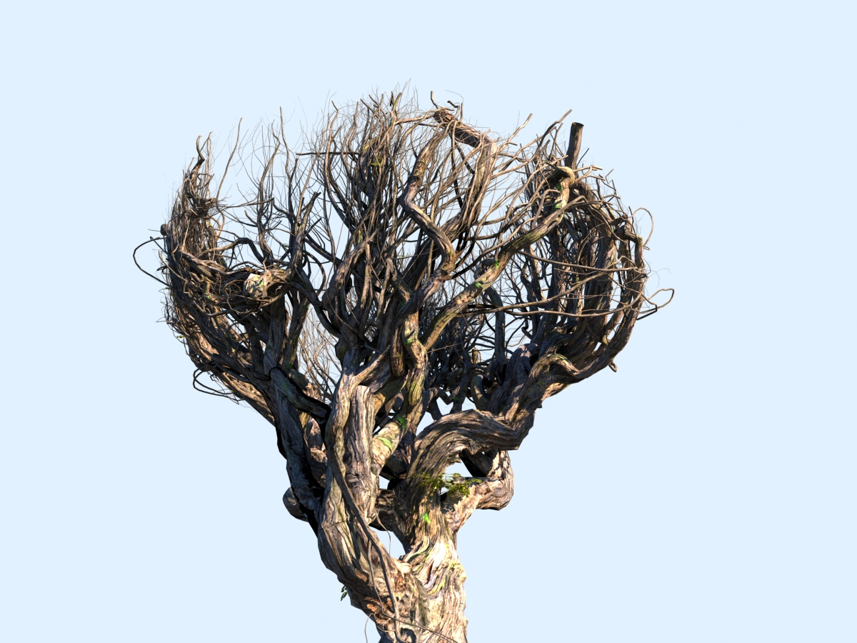 Tree head hd 3D model - TurboSquid 1287603