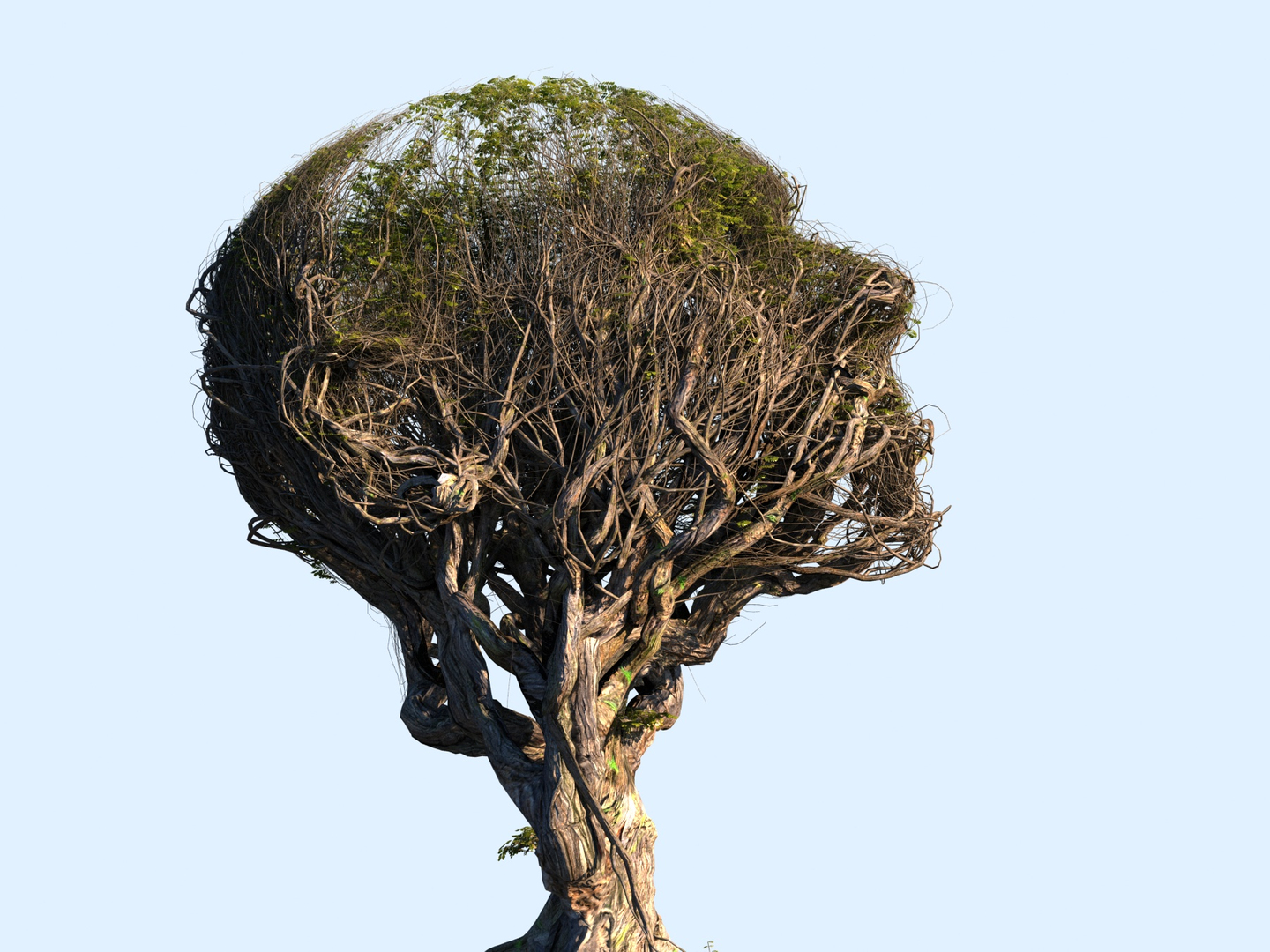 Tree head hd 3D model - TurboSquid 1287603